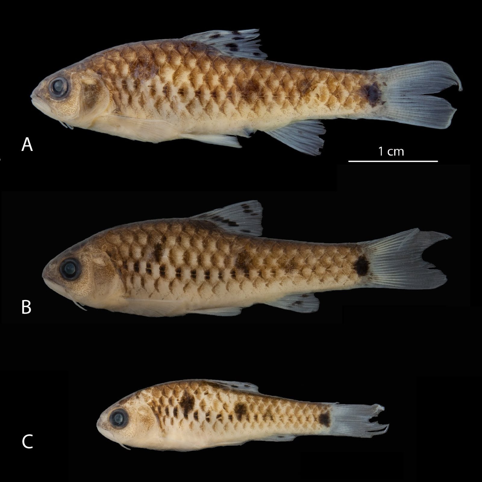 Species New to Science: [Ichthyology • 2019] Enteromius pinnimaculatus ...