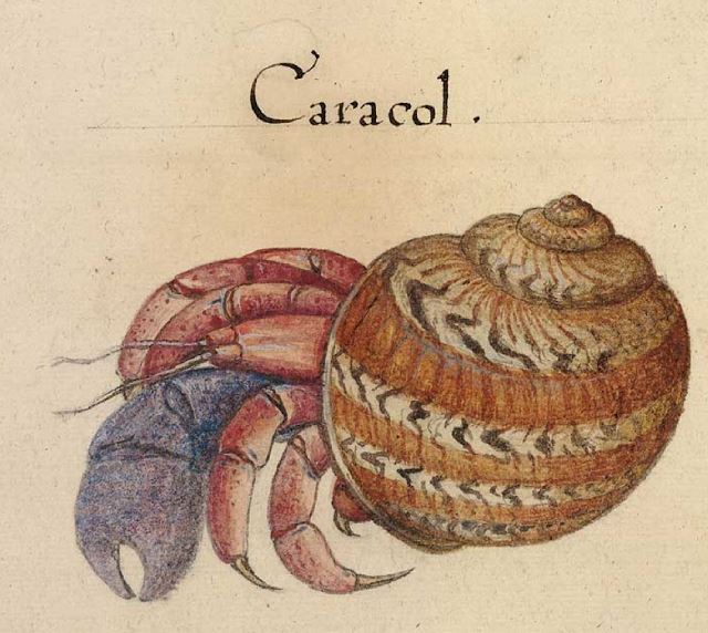 Raleigh 400: The watercolours of John White: artist and explorer