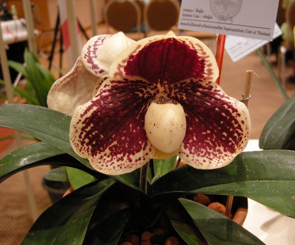 PaphYeo: Paphiopedilum Show in Bangkok - Paph godefroyae and fma ...