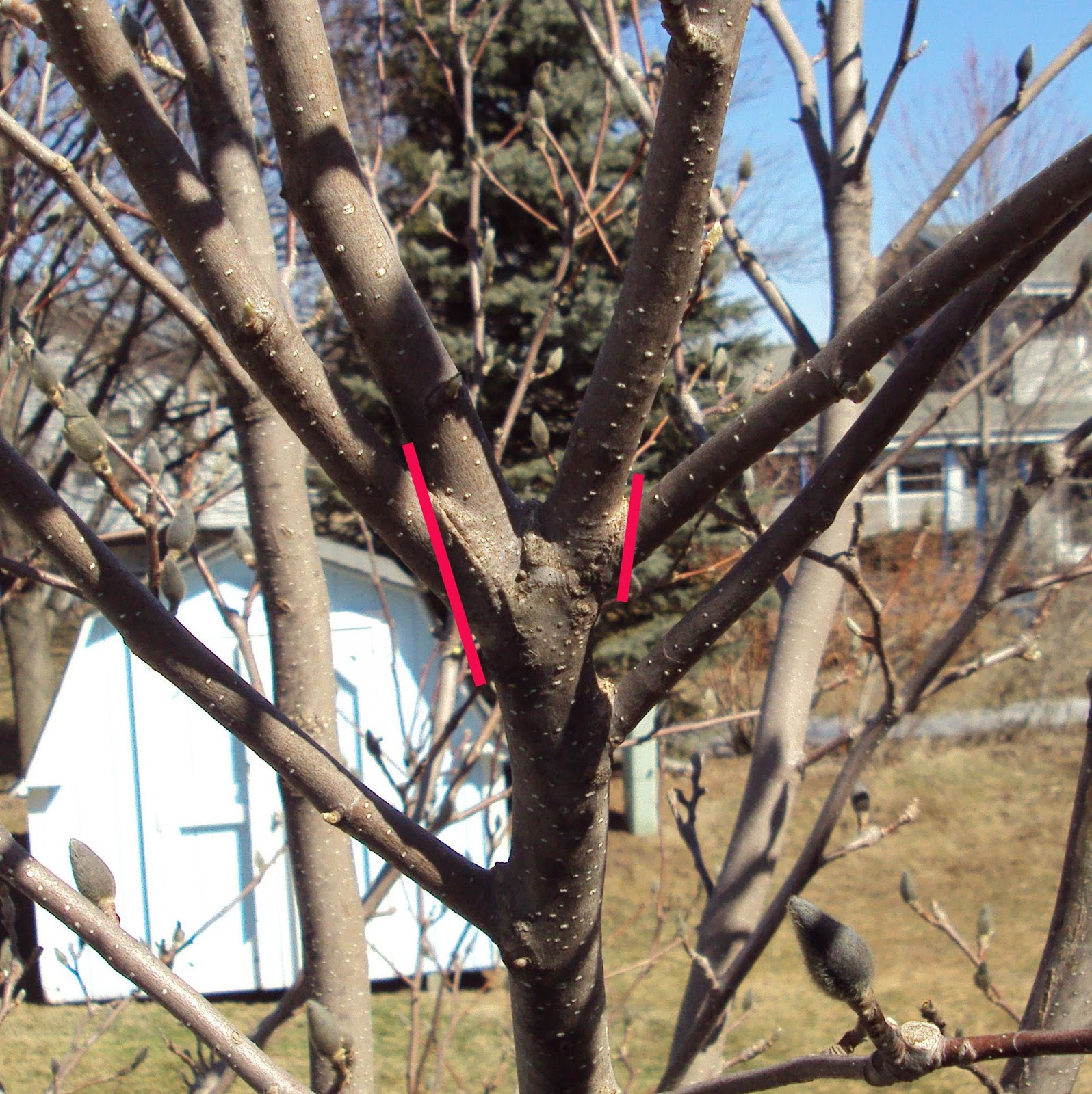 "Goodness in the Garden": "Yes! You Can" - Pruning the Canopy of a Tree