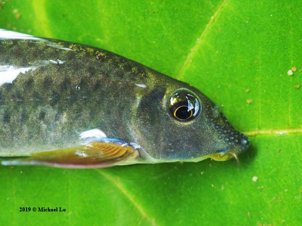 The rainforests of Borneo & Southeast Asia: April 2019