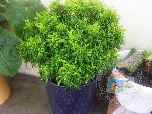 twenty2december™ : Bercucuk tanam ~ Bunga emas