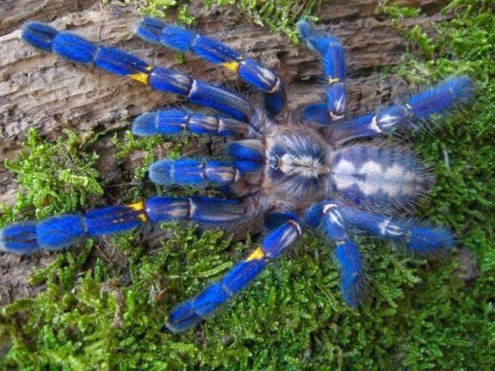 Biologia-Vida: A linda e azul Tarântula metálica / The beautiful blue ...
