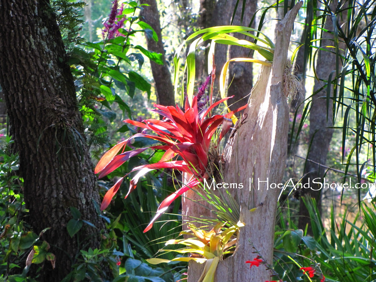 Hoe and Shovel: How-to Make a Bromeliad "Tree"