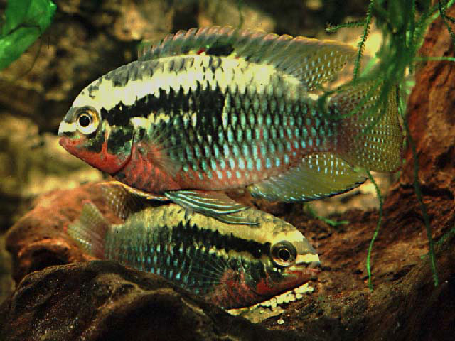 Peces y plantas ornamentales: Aequidens Dorsiger - Cíclido de pecho rojo