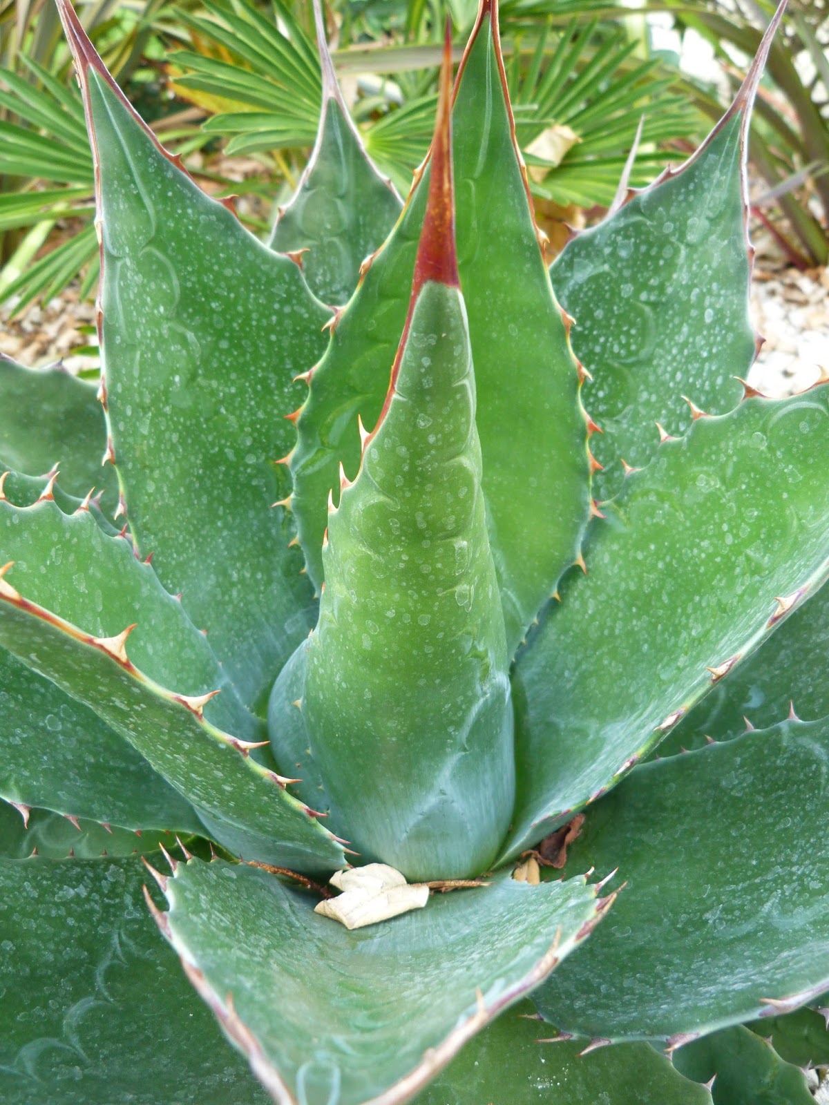 Le surprenant monde végétal: Agave montana
