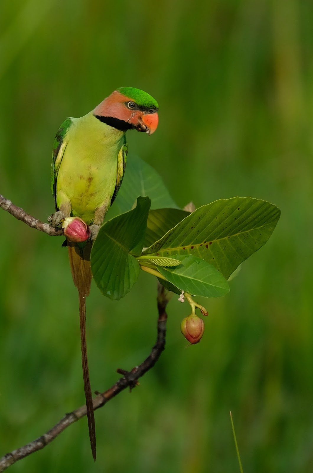 Mike is the name Birding is the game ( Birding in Malaysia - Malaysian ...