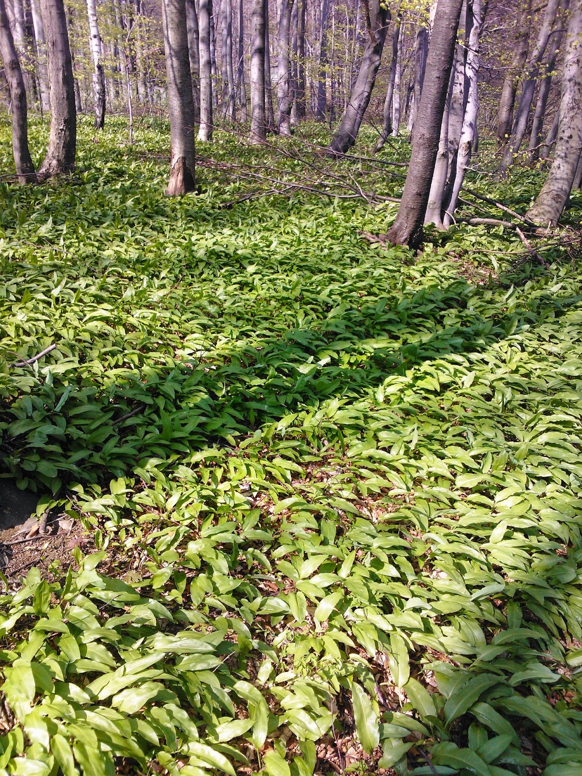 Naturalicious : Wild garlic (čemaž)