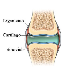 Fisioterapia: Las Articulaciones [ Generalidades ]