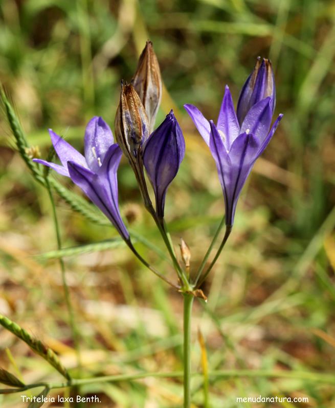 El Jardí de Menuda Natura: Triteleia