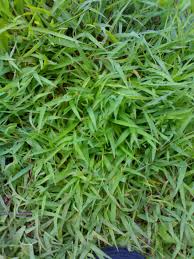 4 jenis rumput yang bagus untuk taman | tukang taman