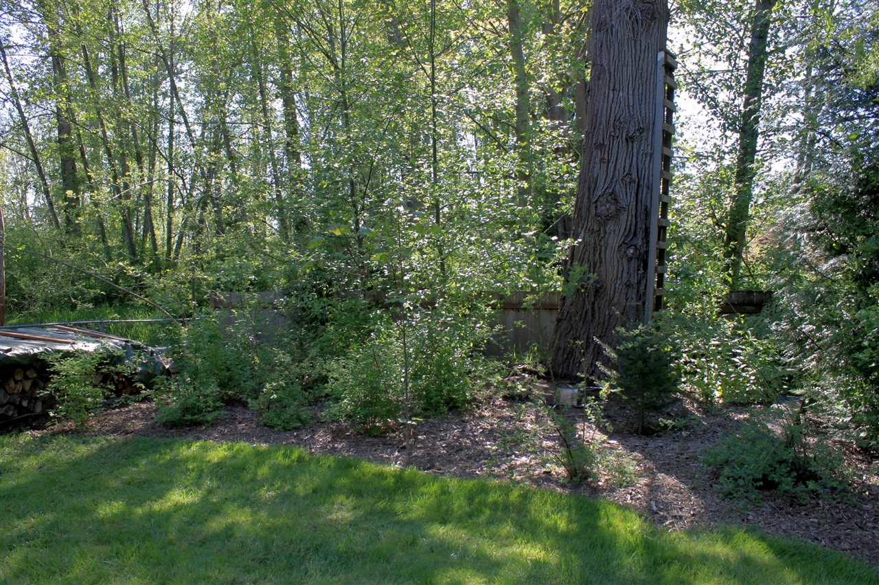 Little Swamp Creek: Streamside planting update