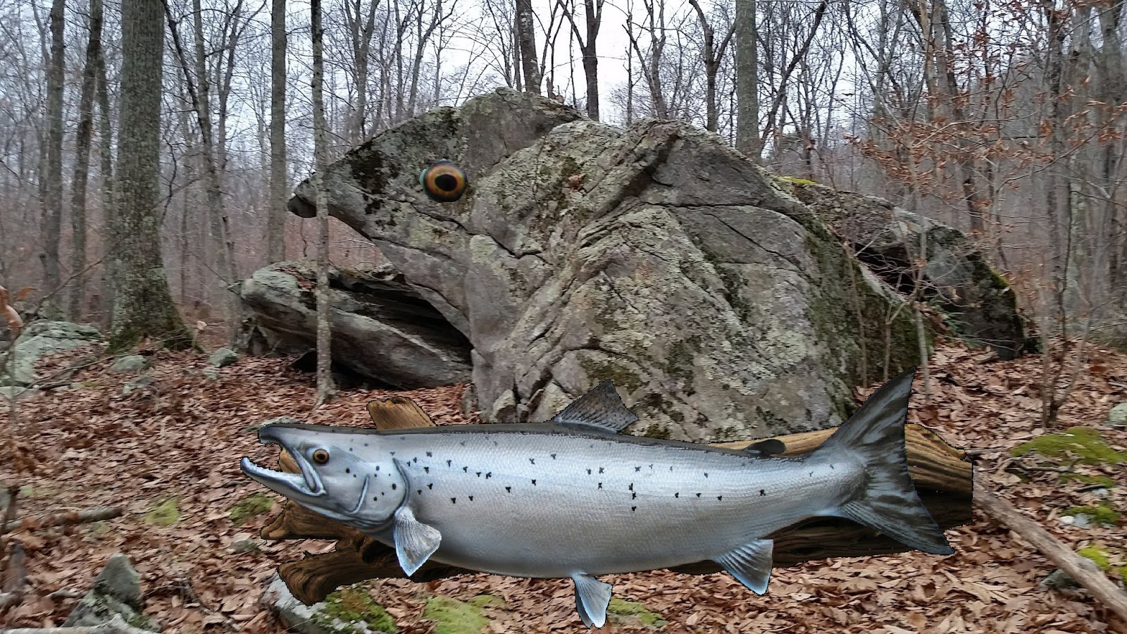 Waking Up on Turtle Island: Salmon Head Rock (Lyme CT)