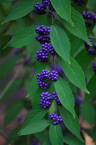 BEAUTIFUL FLOWERS: Beauty Bush - Pictures & Meanings