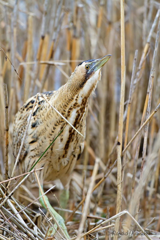 Ronald Kamphuis Weblog: Oog in oog met de Roerdomp