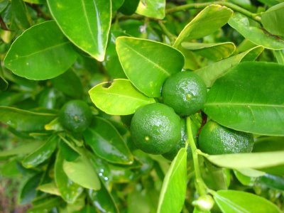 Everything Under the Sun: The Power of Calamansi: Take it Everyday