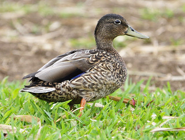 Birds Gone Wild: Kauai Part 3: In a land called Hanalei...(marsh birds ...
