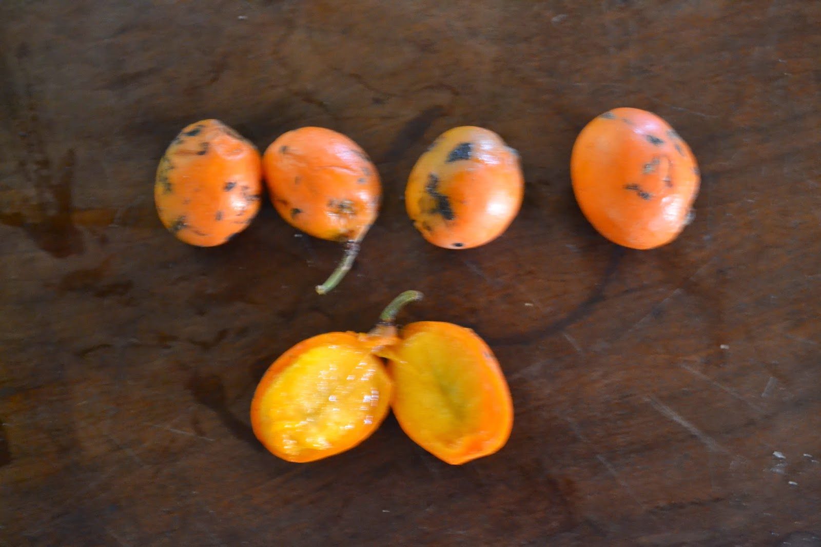 Imbe - Garcinia livingstonei