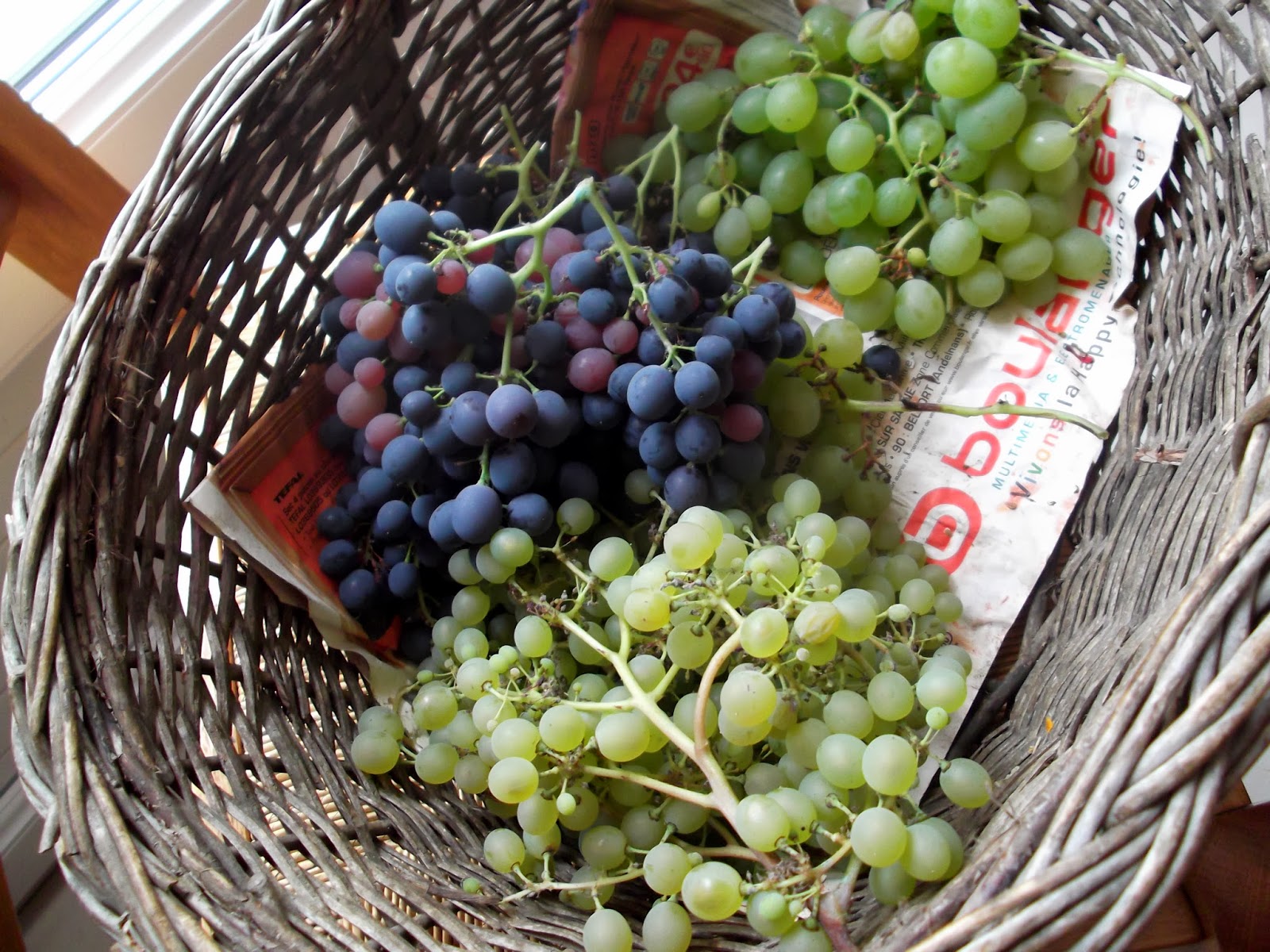 PASSION TOMATES: Muscat de Hambourg, dattier de Beyrouth, raisin de ...