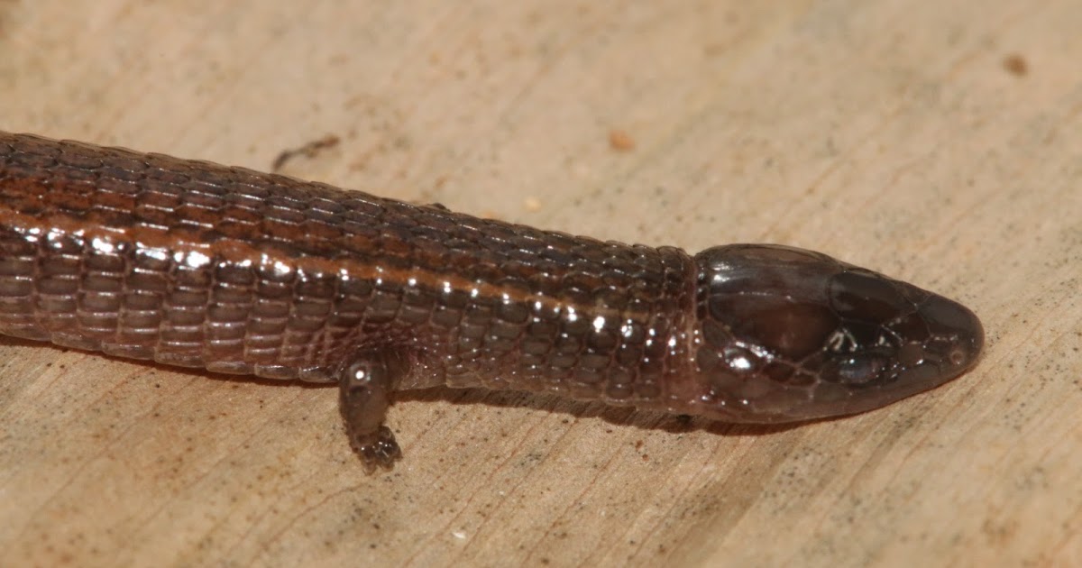 The Herpetology of Trinidad and Tobago: Barbour's Hexagonal Scaled ...