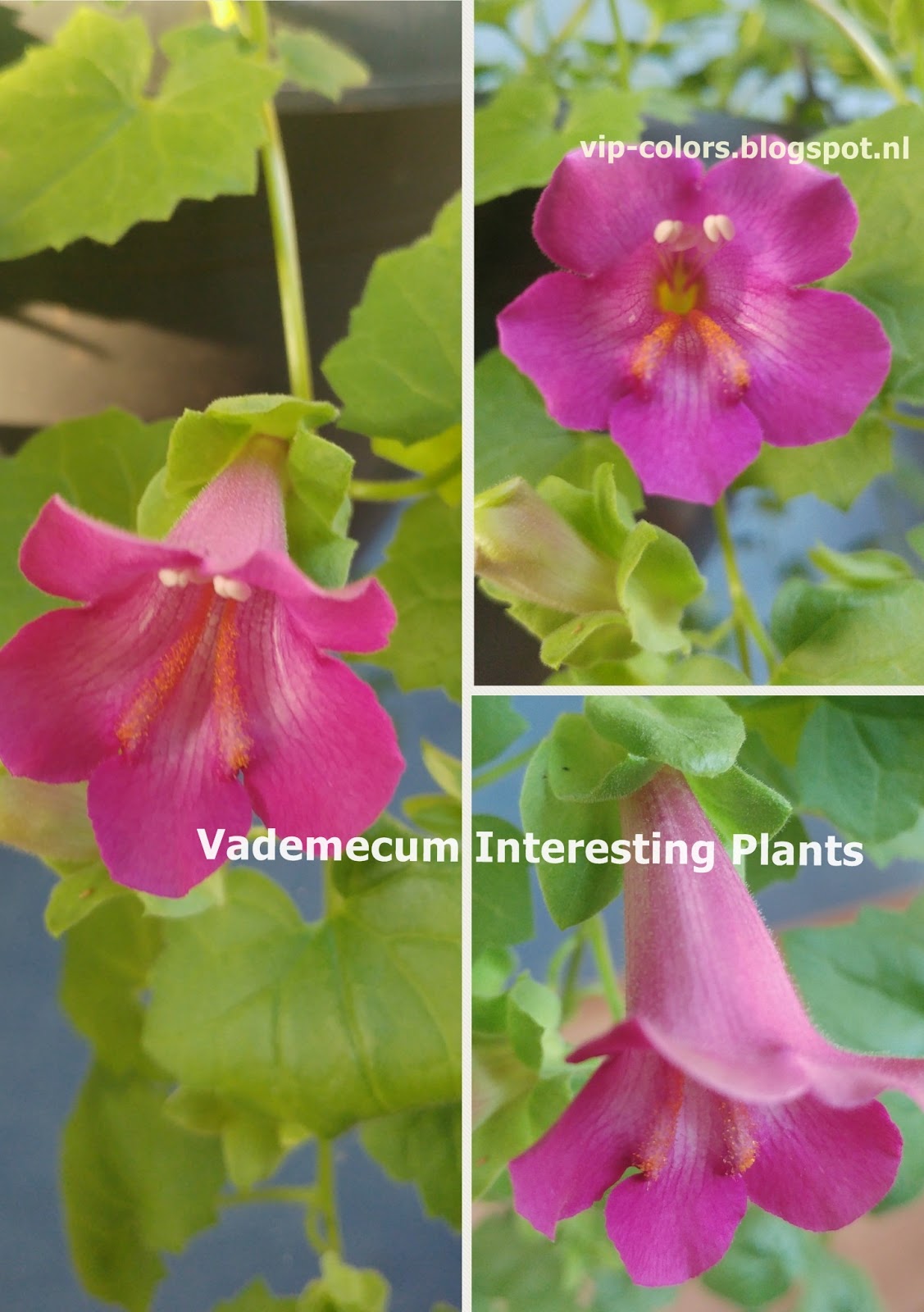 Vademecum Interesting Plants: Lophospermum erubescens - Lofos ...