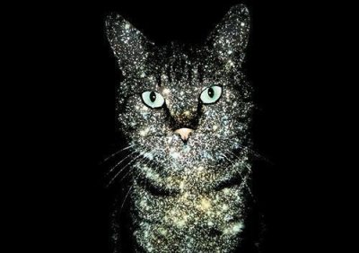 like wonderlove: GLITTER CAT