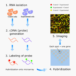 DNA Next generation sequencing | BioEduc