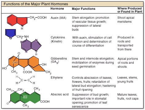 Senior Biology: Plant Responses