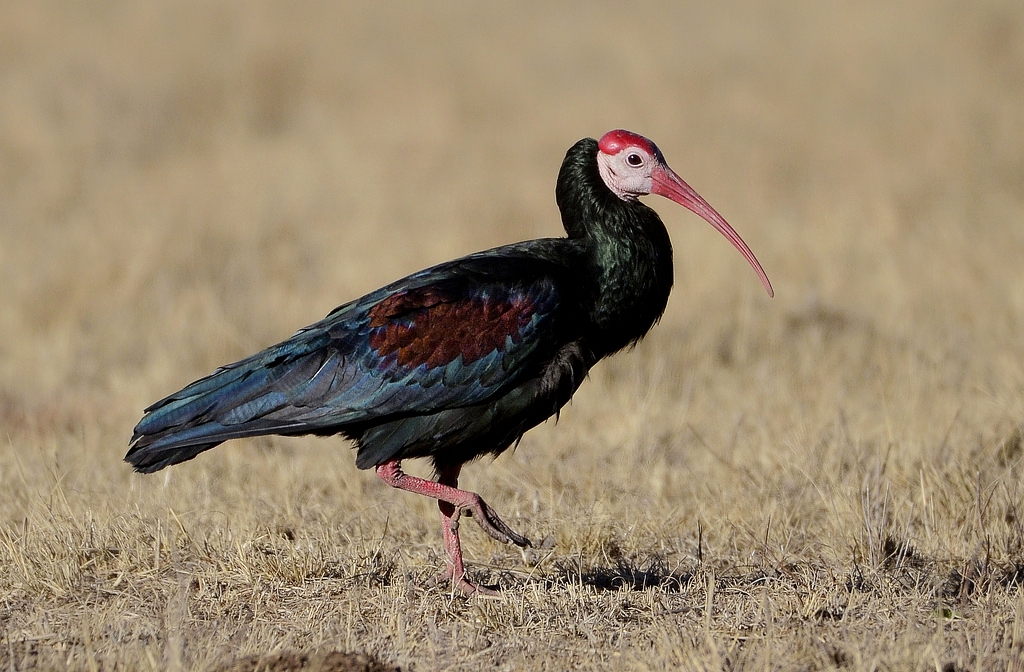 Natureza, Perfeição sem tamanho...