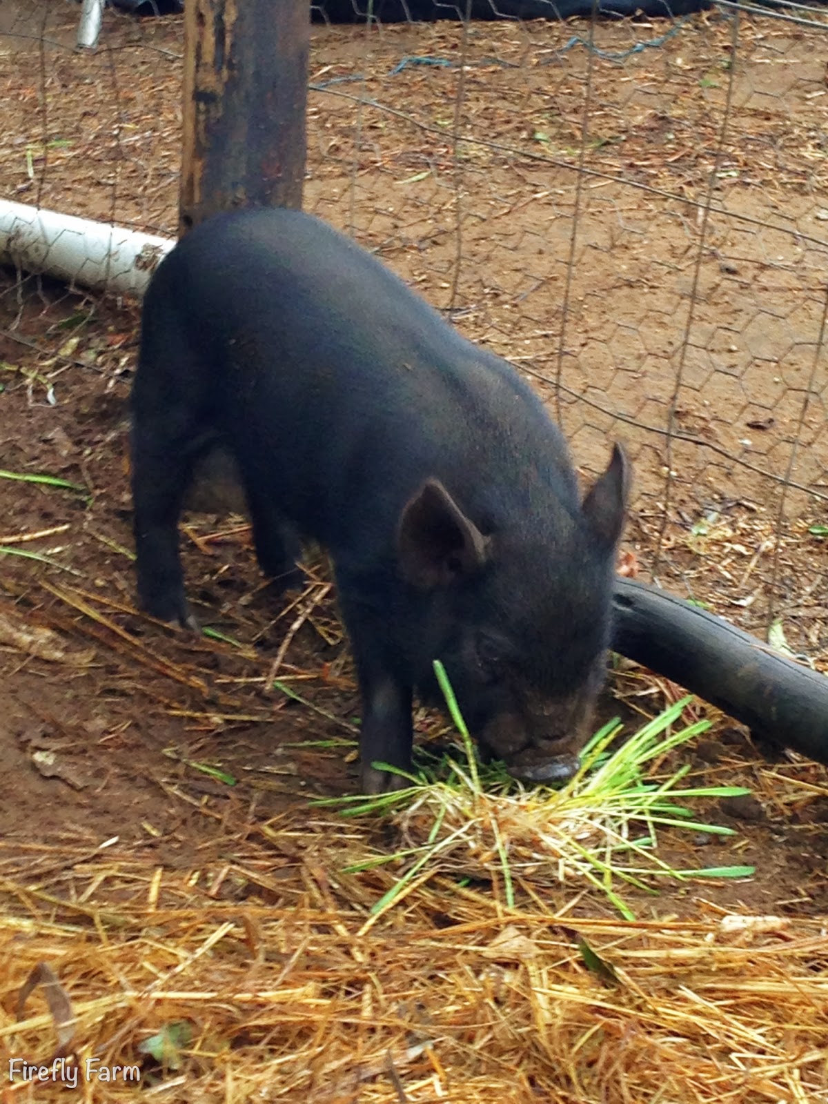 Firefly Farm: Advantages Of Fodder