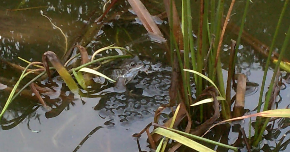 wigton physics: Frogs and pressure