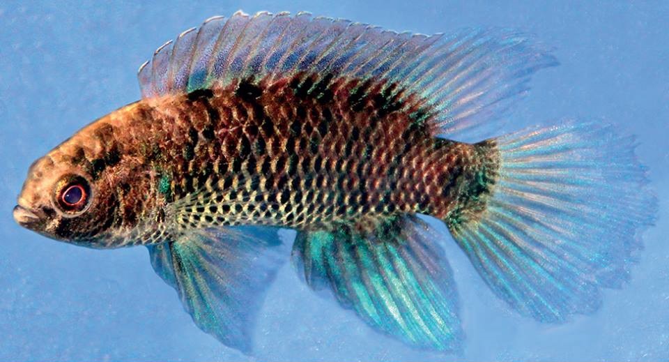 Species New to Science: [Ichthyology • 2016] Badis pancharatnaensis • A ...