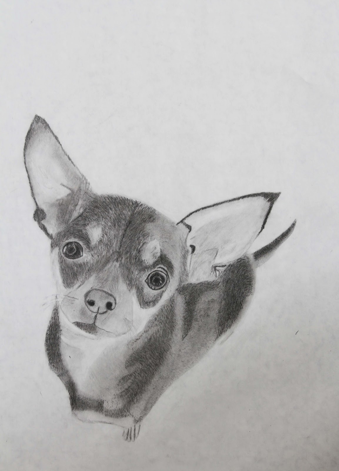 Student Art: Graphite Animals