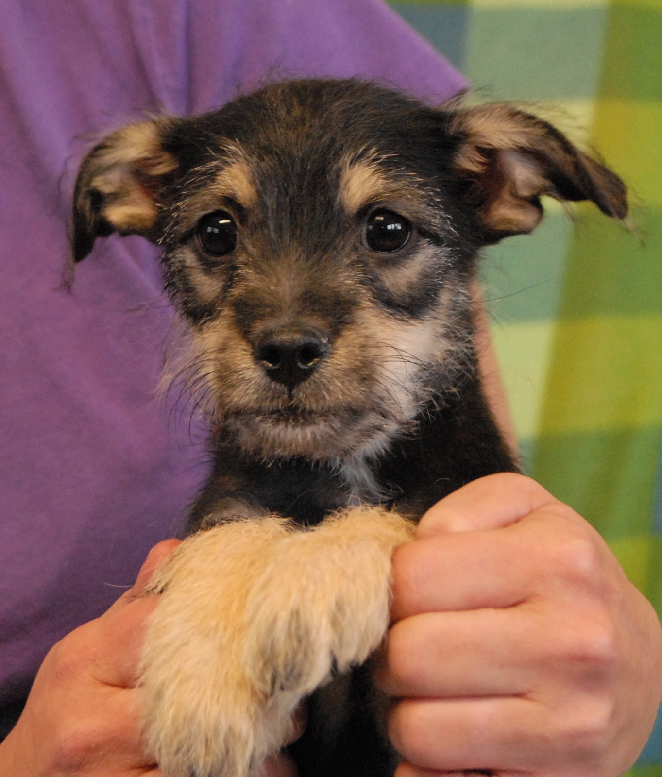 The Beloved Baby Puppies debut for adoption today!