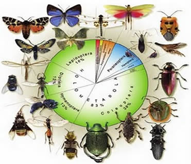 Biolugando: FILO ARTRÓPODES - Ordem dos insetos