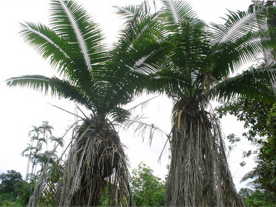 A salvar los elefantes con la tagua, el marfil vegetal. ~ El Mundo de ...