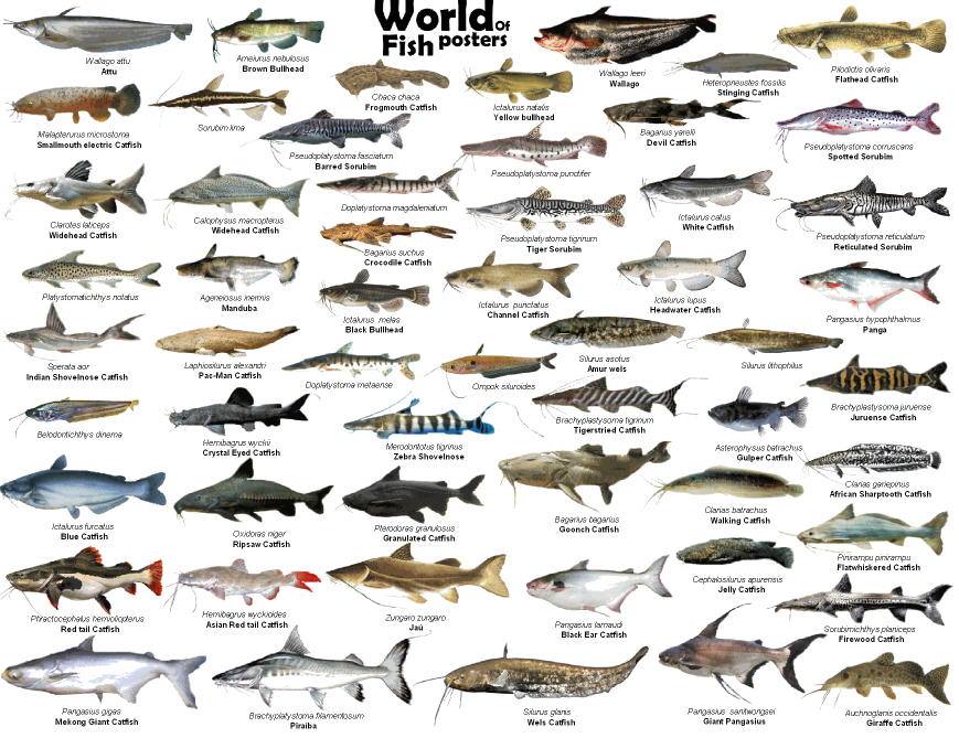 Betta Prints: World Of Fish Posters