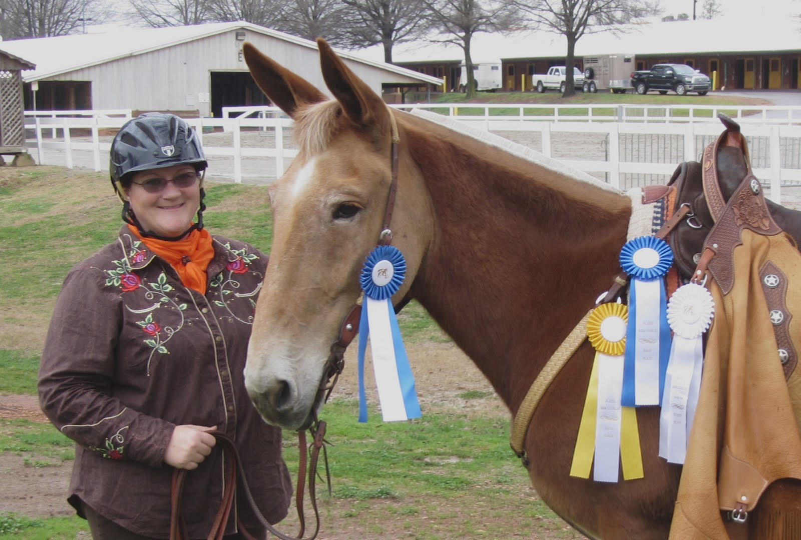 St.Clair Red Mule Farm -Mule & Donkey Adventures: Ranch Horse Classes