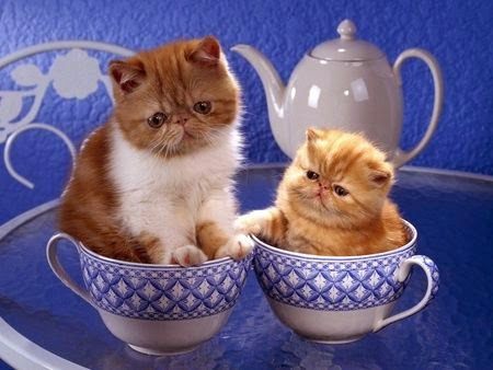 10 Cats in Teacups ~ Now That's Nifty