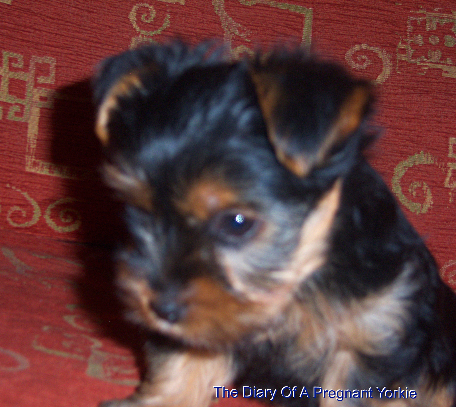 The Diary of a Pregnant Yorkie