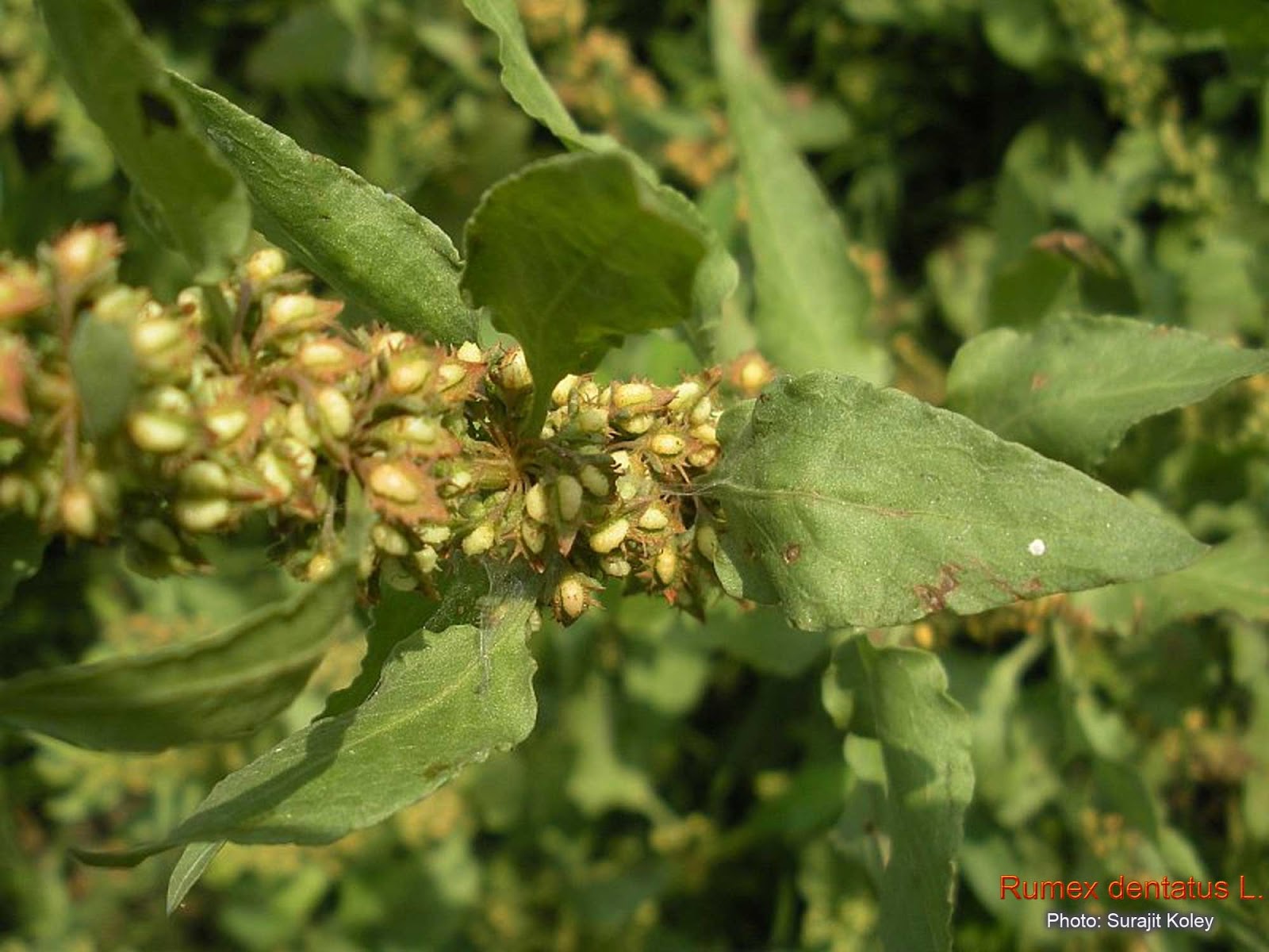 Medicinal Plants: Rumex dentatus Toothed Dock Jangli palak Changeri