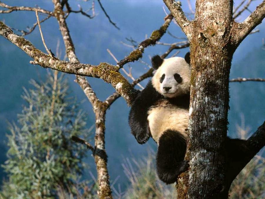 Imagenes osos panda: Foto oso panda disfrutando del panorama [1-9-17]