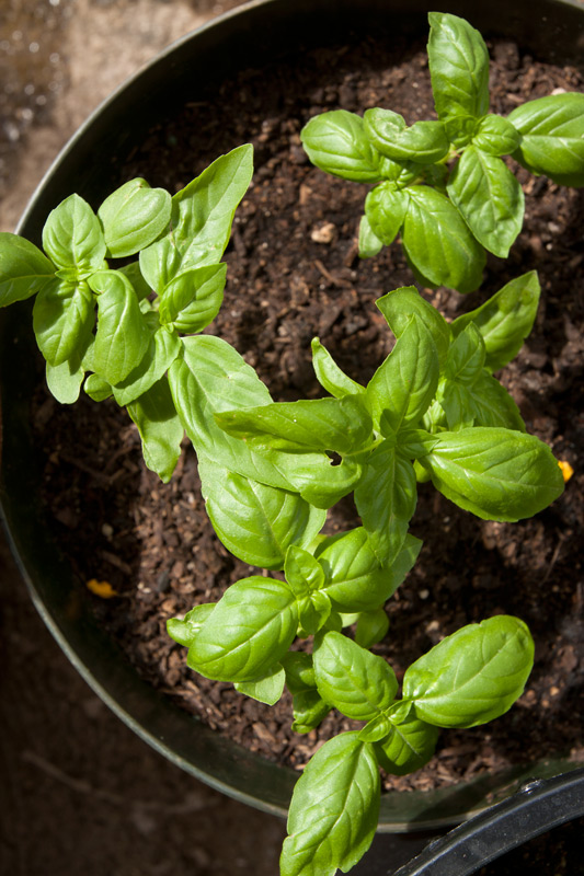 Sweet Basil & Lemon Basil ~ Adventures in Gardening Pohnpei, Micronesia
