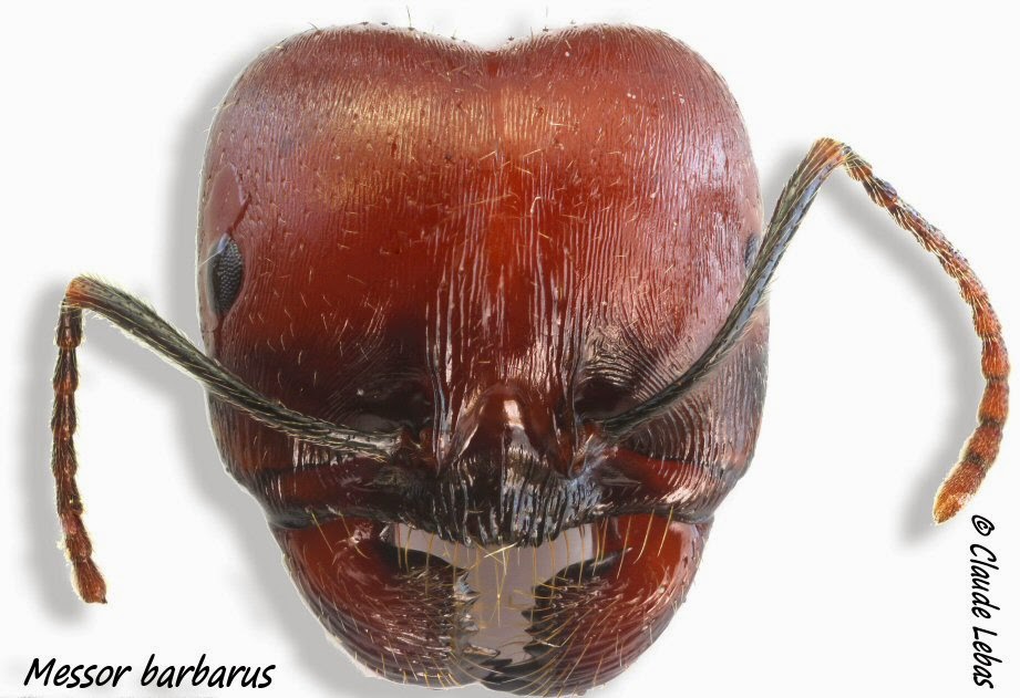 fourmis du genre Messor