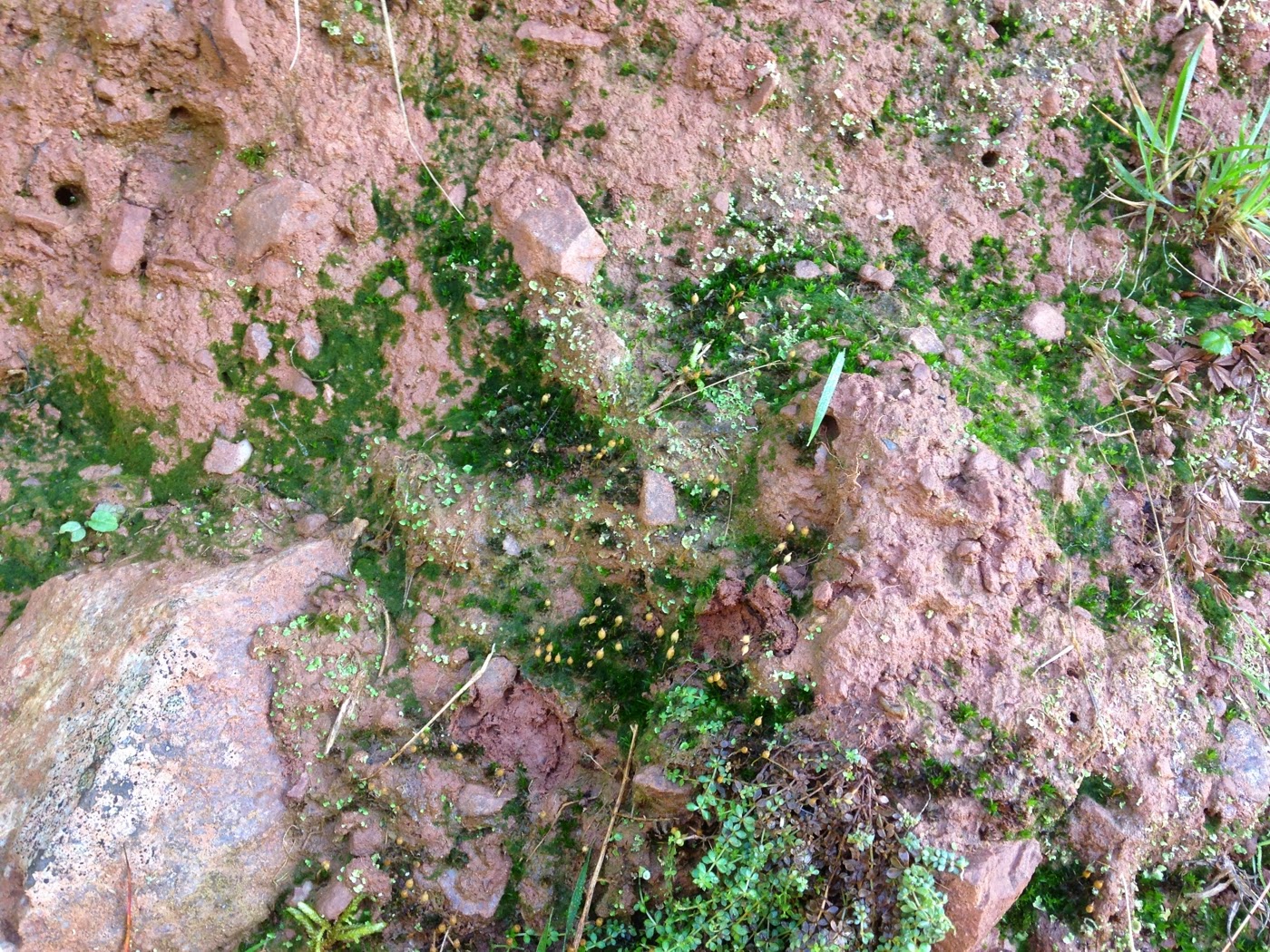 South Wales Bryophytes: November 2014