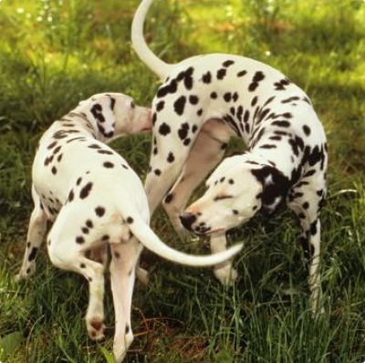 Manía de Perro: Por que los perros se huelen la cola