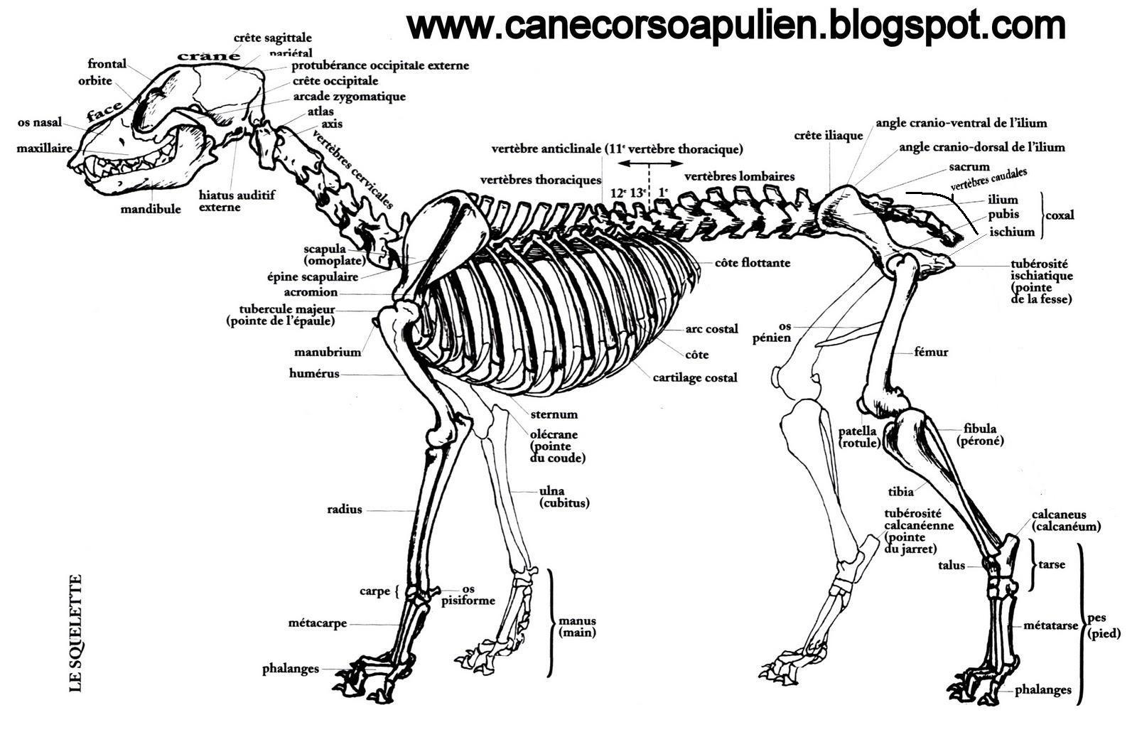 Cane Corso apulien: Squelette du chien