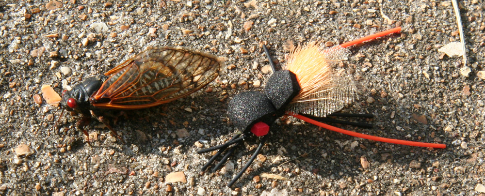 Tight Lined Tales of a Fly Fisherman: Magicicada