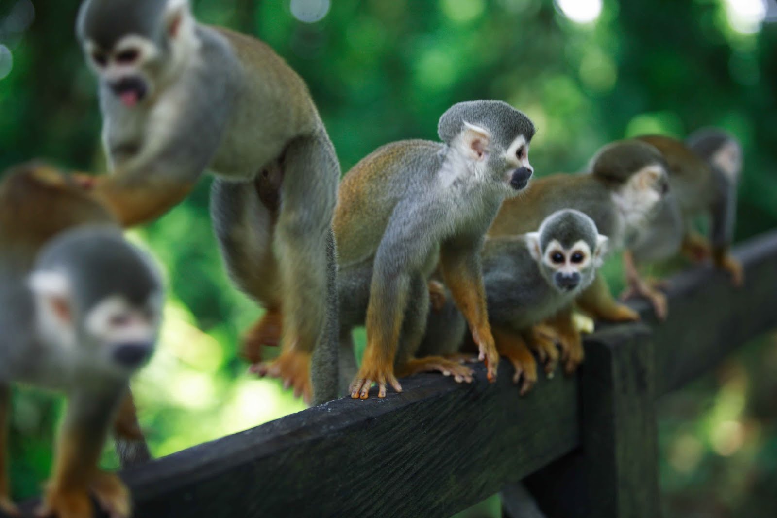 Monkey around with SeaDream on the Amazon | Traveloscopy Travel News