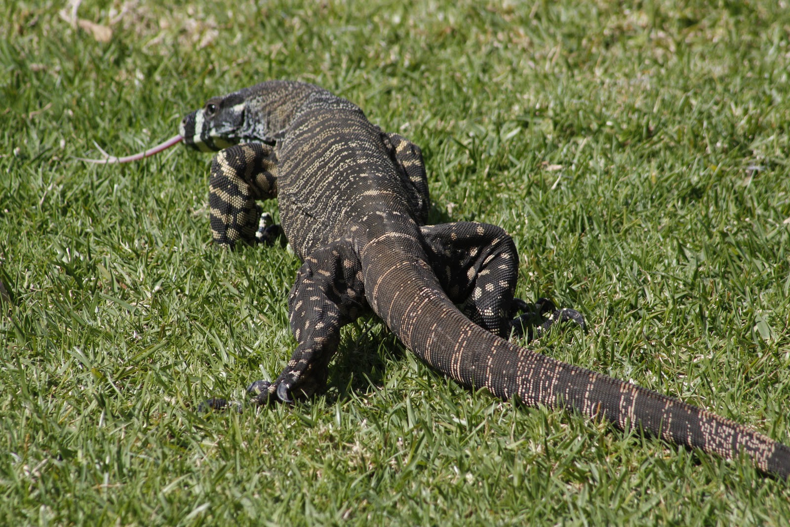 I am a liminal being: A GOANNA COMES TO VISIT